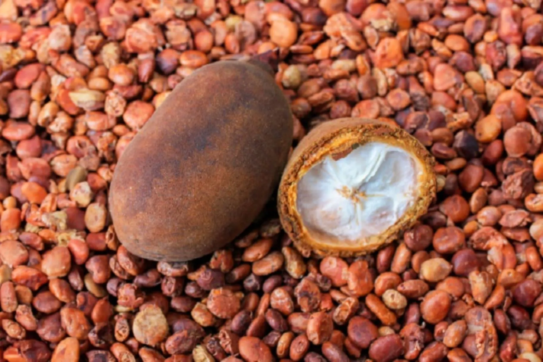 Impulsan calidad de granos del fruto amazónico copoazú para mejorar ...